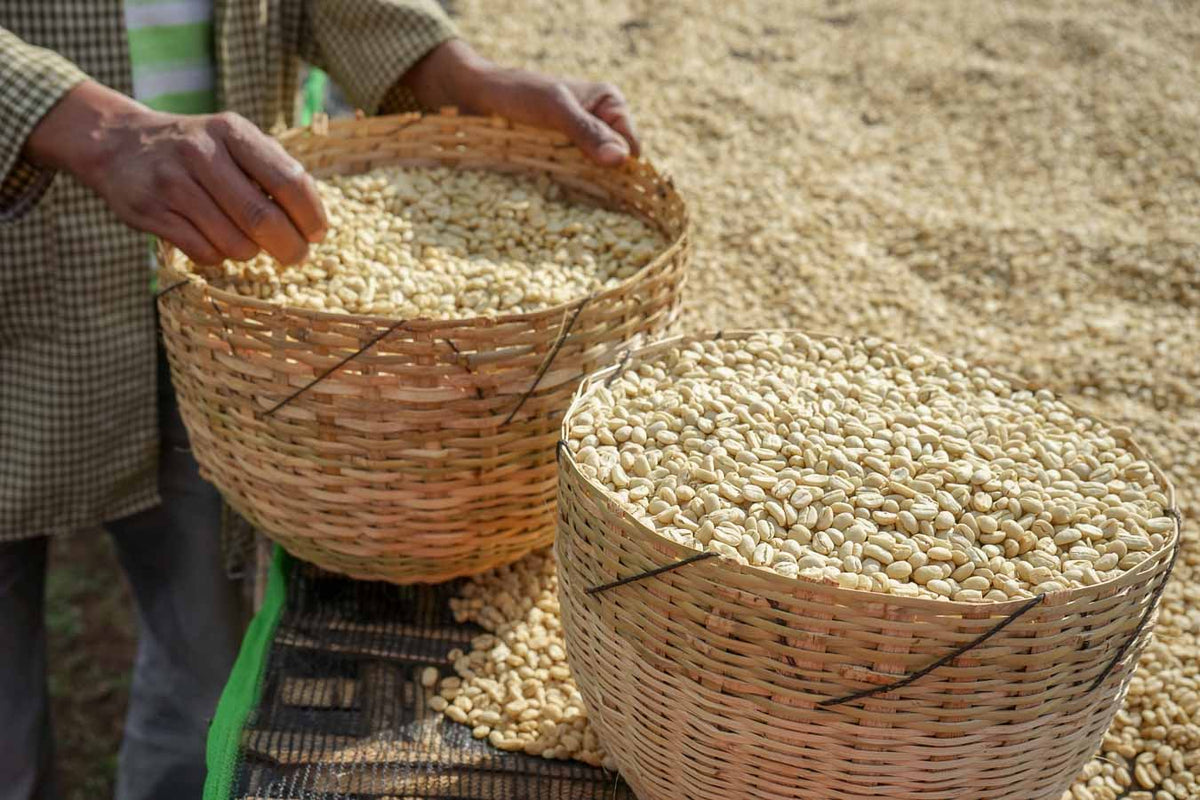 Ethiopia Adado - 2019 – Tierras Planas Roasters